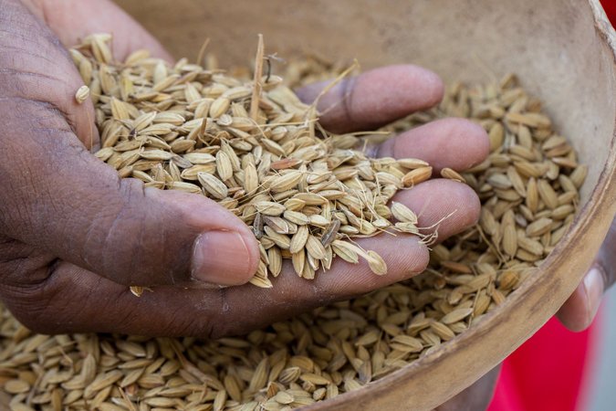 Lost Strain of Rice found in Trinidad - Caribbean Muslims