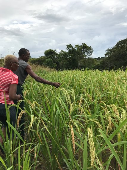 Lost Strain of Rice found in Trinidad - Caribbean Muslims